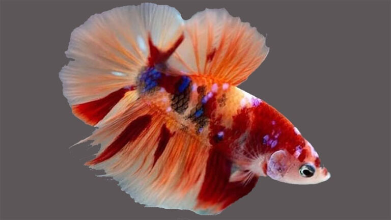 Betta Fish Colors & Patterns - The Aqua Advisor