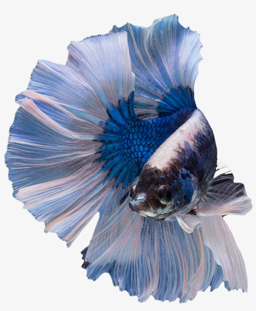 Betta Fish Colors & Patterns - The Aqua Advisor