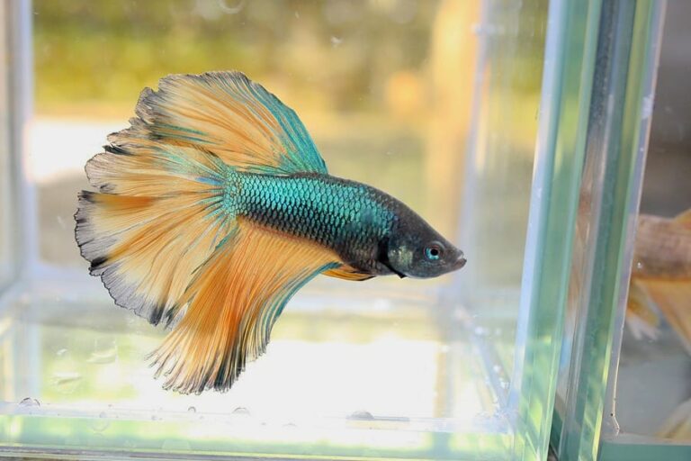 Betta Fish Bloated Belly - Causes, Symptoms and Recommended Treatment ...