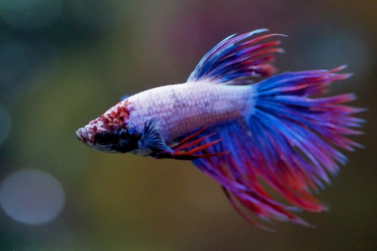 Betta Fish Personality: Everything You Need to Know - The Aqua Advisor