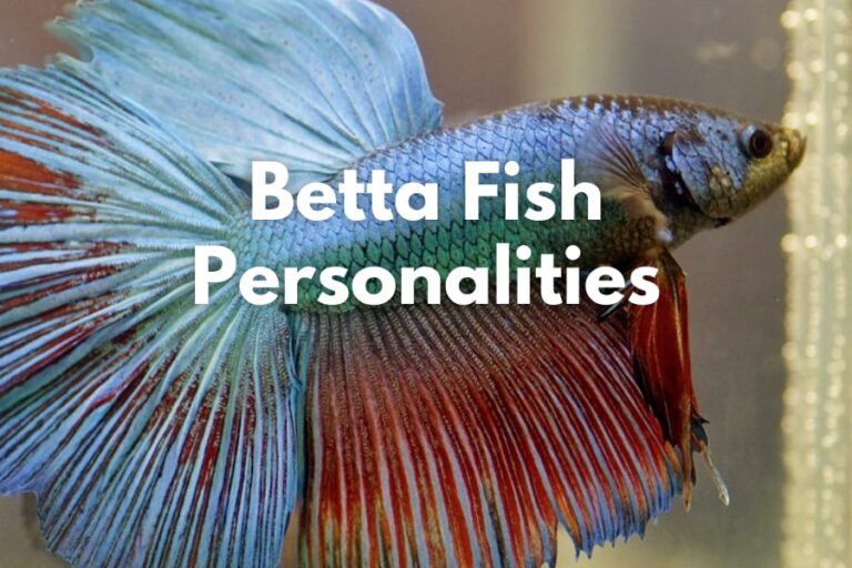Betta Fish Origins and History - The Aqua Advisor