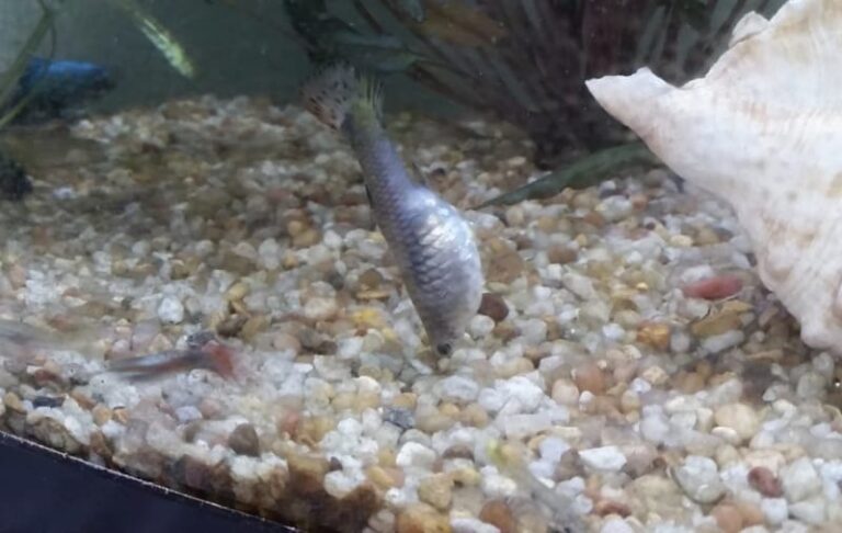 Guppy Diseases and How to Treat Them - The Aqua Advisor