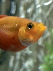 Guppy Diseases and How to Treat Them - The Aqua Advisor