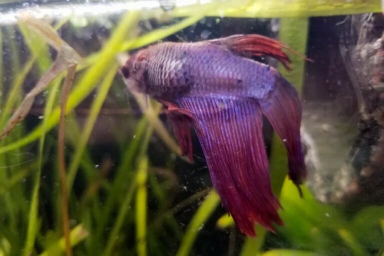 Betta Fish Tumor, Everything You Need to Know About the Symptoms and ...