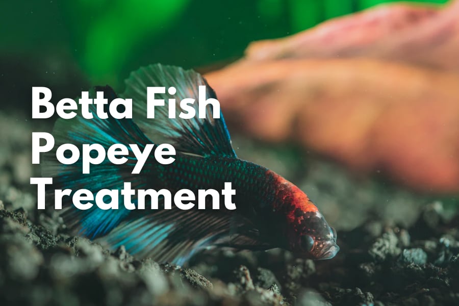 Betta Fish Popeye Looks Creepy: What To Do With It? - The Aqua Advisor