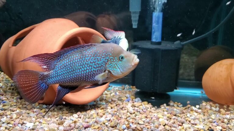10 Most Aggressive Cichlid Fish - The Aqua Advisor