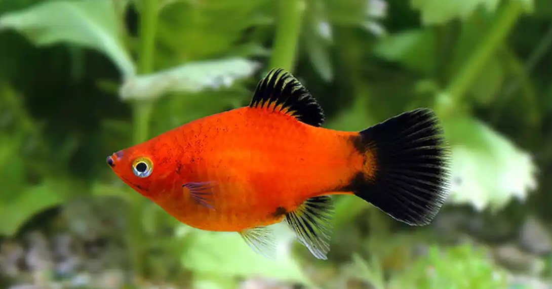 Best Fish Suitable for 2.5 Gallon Tank - The Aqua Advisor