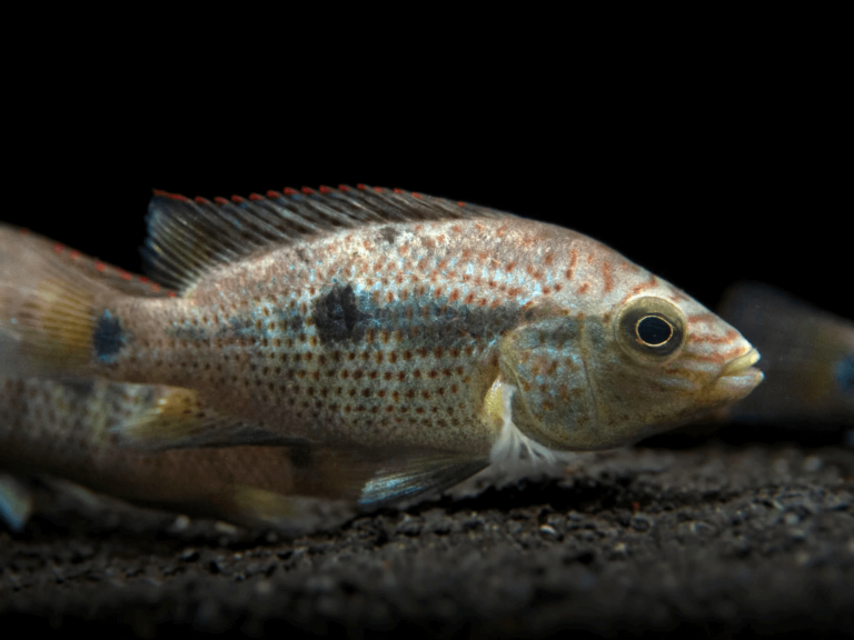 10 Most Aggressive Cichlid Fish - The Aqua Advisor
