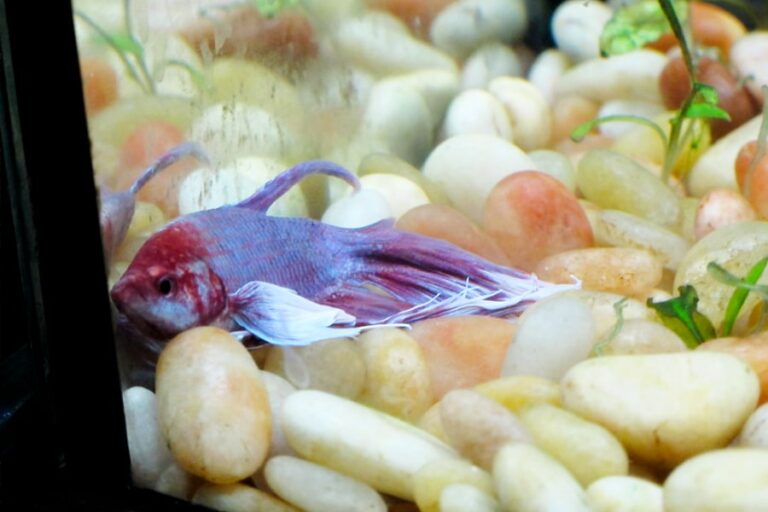 Clamped Fins in Your Betta Fish? Know the Symptoms and How to Treat It ...