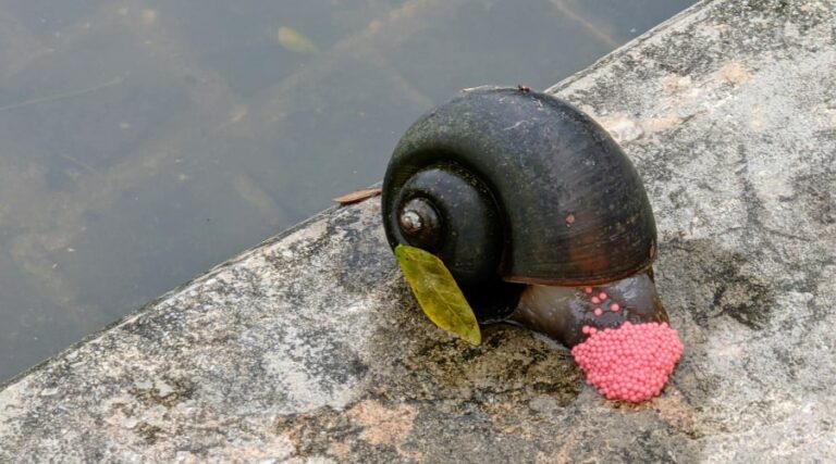 Apple Snail vs Mystery Snail: Know the Differences - The Aqua Advisor