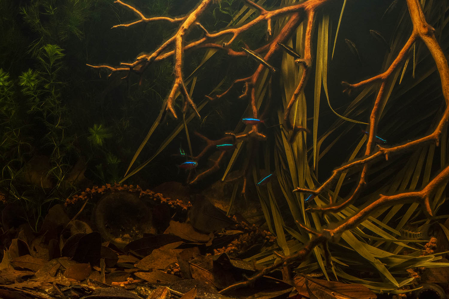 Blackwater Aquariums: Everything You Need to Know - The Aqua Advisor