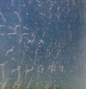 Detritus Worms: Your Tiny White Worms in Your Aquarium - The Aqua Advisor