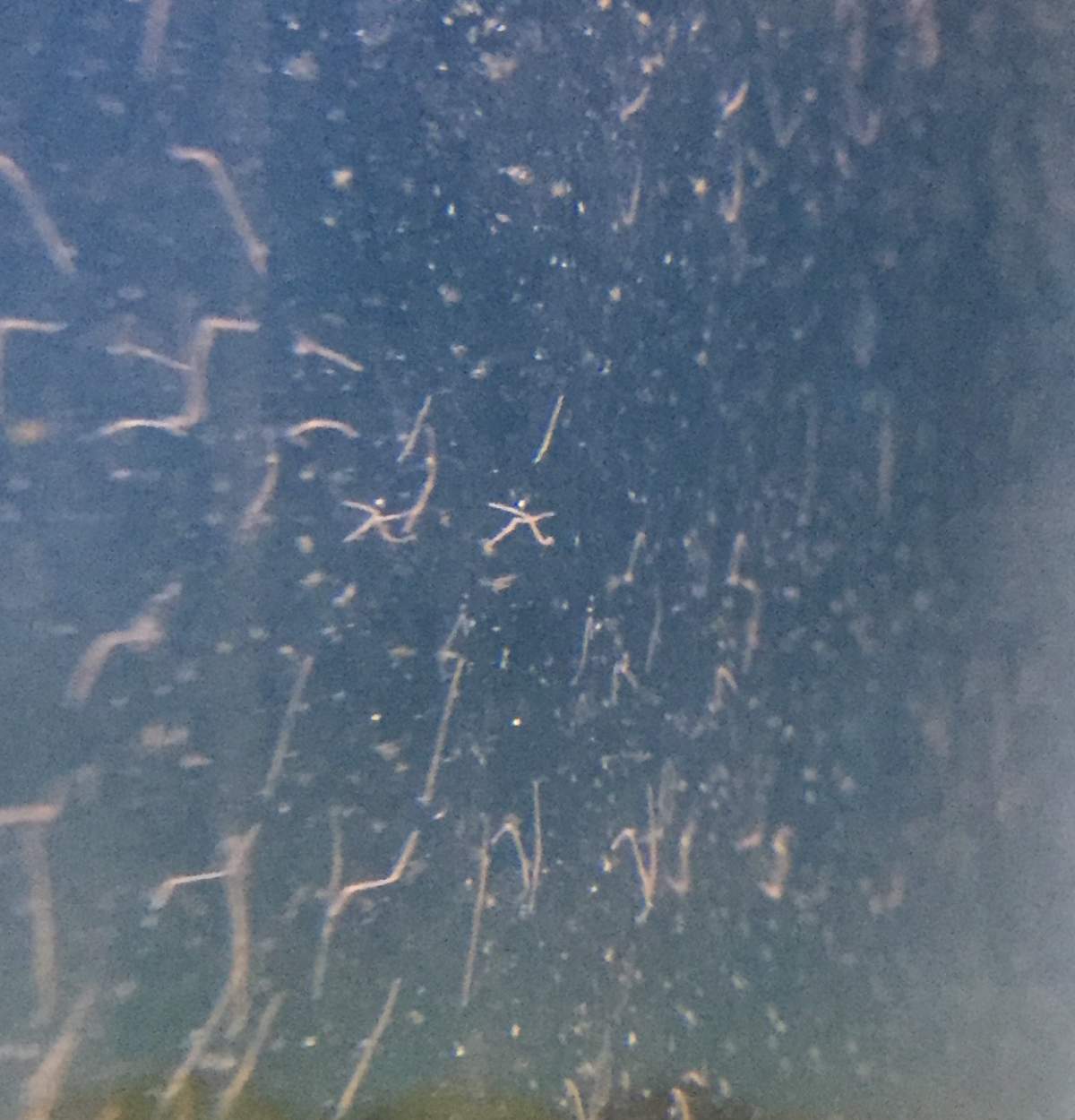 Detritus Worms: Your Tiny White Worms in Your Aquarium - The Aqua Advisor