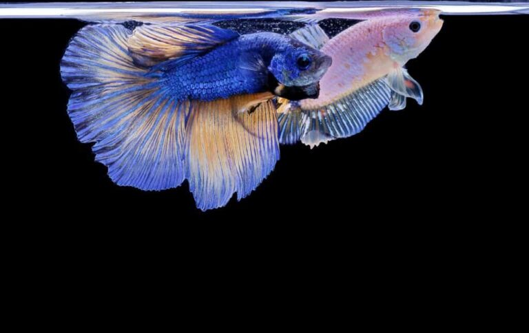 Betta Fish Eggs, All the Things You Need to Know - The Aqua Advisor