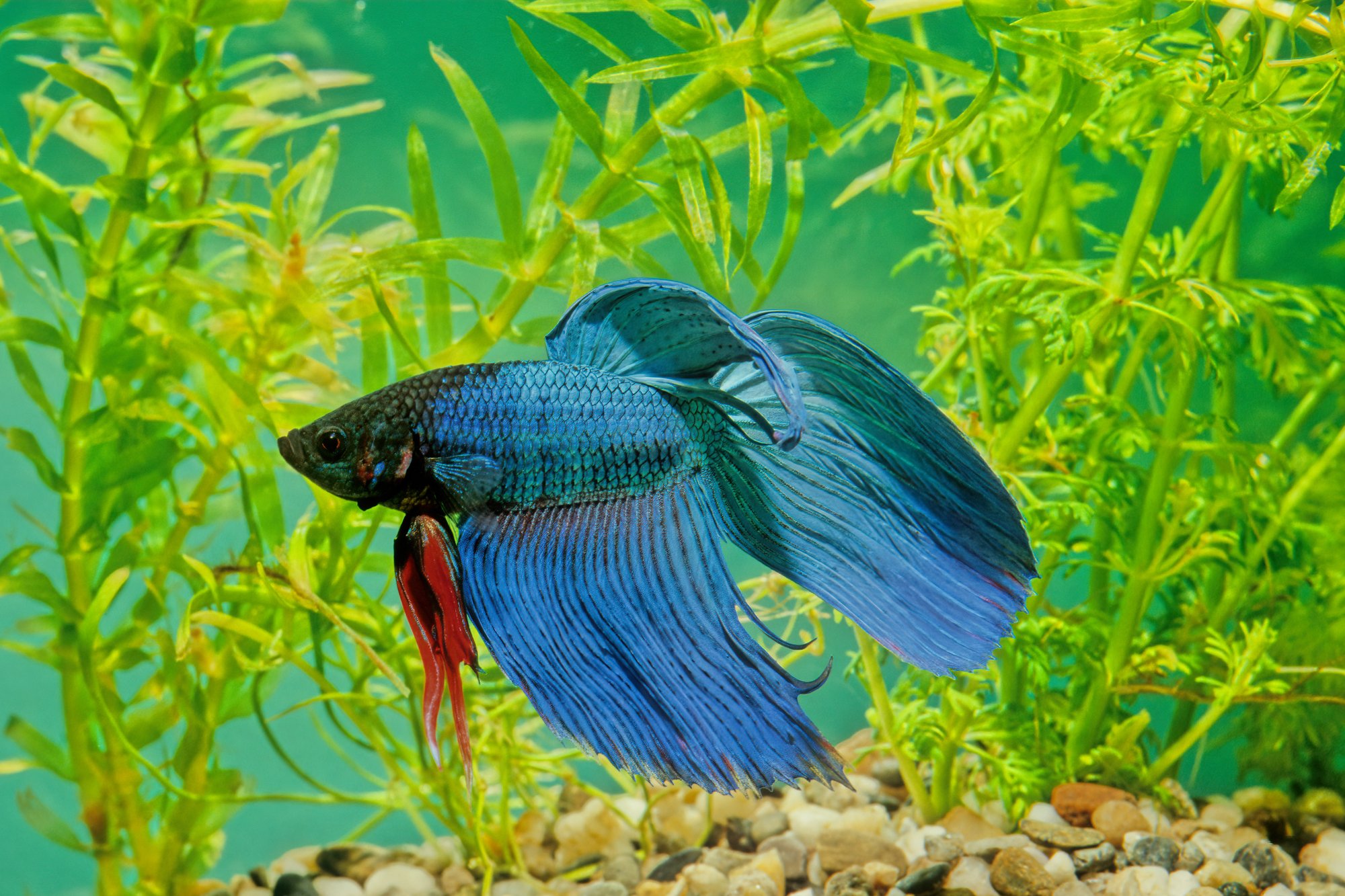 Ammonia Poisoning Betta Fish, How to Treat It? - The Aqua Advisor