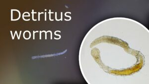 Detritus Worms: Your Tiny White Worms in Your Aquarium - The Aqua Advisor