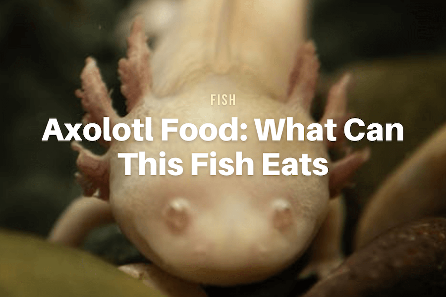 Firefly Axolotl, Everything You Need to Know - The Aqua Advisor