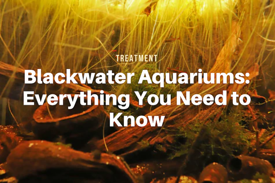 Blackwater Aquariums: Everything You Need to Know - The Aqua Advisor