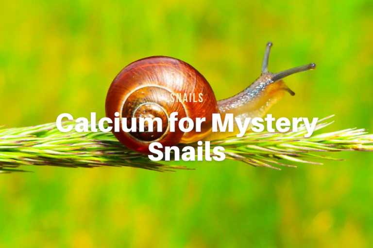 Mystery Snail Colors (Shell, Body & Stripes) - The Aqua Advisor