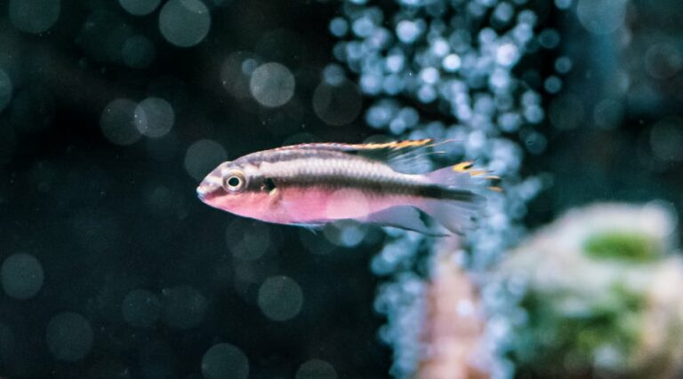 Guppy Fish Constipation, Causes, Symptoms, and Treatment - The Aqua Advisor