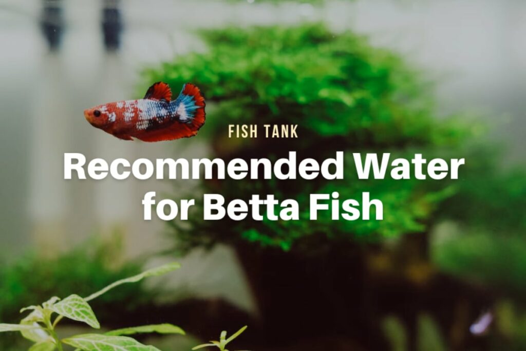 Your Betta Fish Floating on Their Side? It Might Have Swim Bladder ...