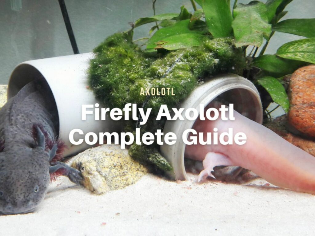 Enigma Axolotl, The Complete Guide - The Aqua Advisor