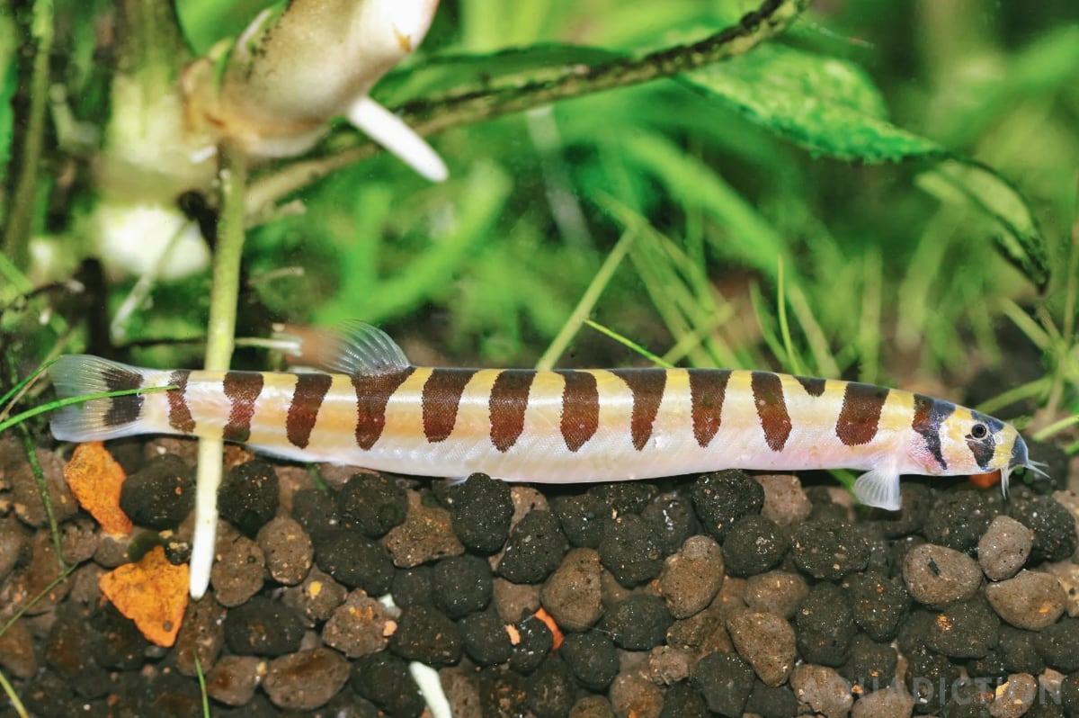 Do Betta Fish Eat Other Fish? - The Aqua Advisor