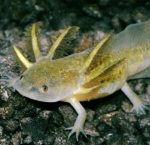 Enigma Axolotl, The Complete Guide - The Aqua Advisor