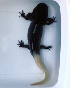 Firefly Axolotl, Everything You Need to Know - The Aqua Advisor