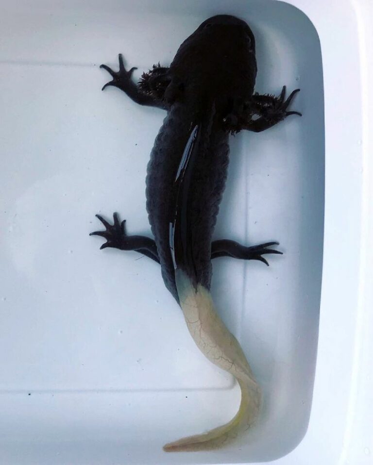 Firefly Axolotl, Everything You Need to Know - The Aqua Advisor